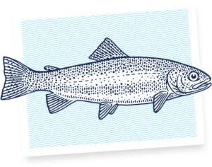 Springhills Fish - Delivering fresh fish to your doorstep